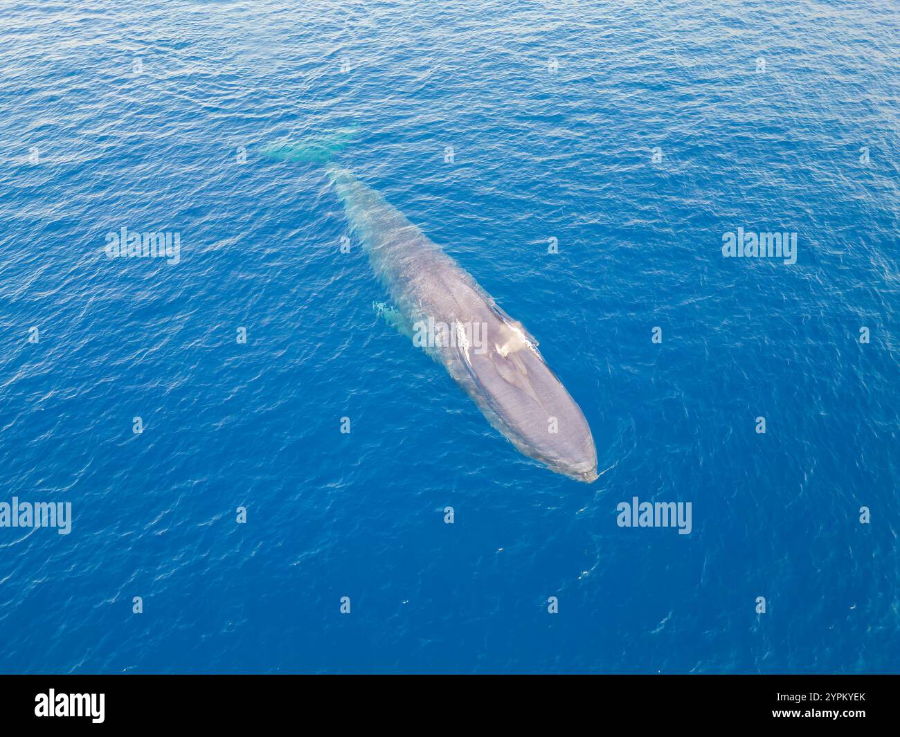 An aerial image of a pygmy blue whale, Balaenoptera musculus brevicauda ...