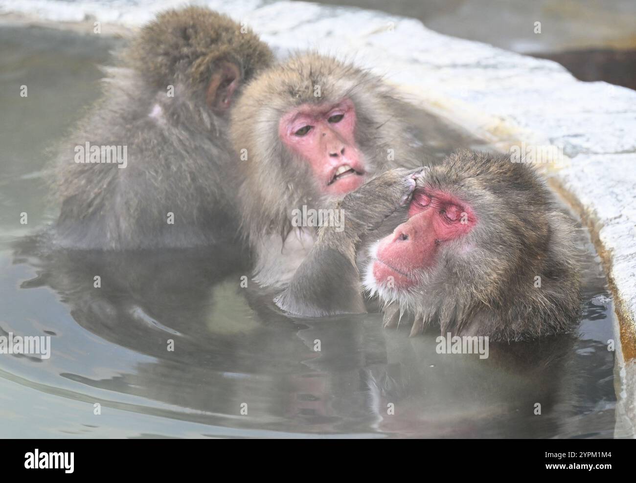 Hakodate, Hokkaido, Japan. 1st Dec 2024. Japanese monkeys soak in an ...