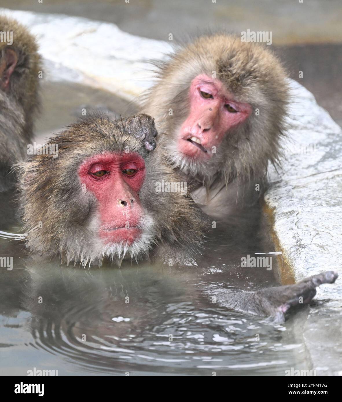 Hakodate, Hokkaido, Japan. 1st Dec 2024. Japanese monkeys soak in an ...