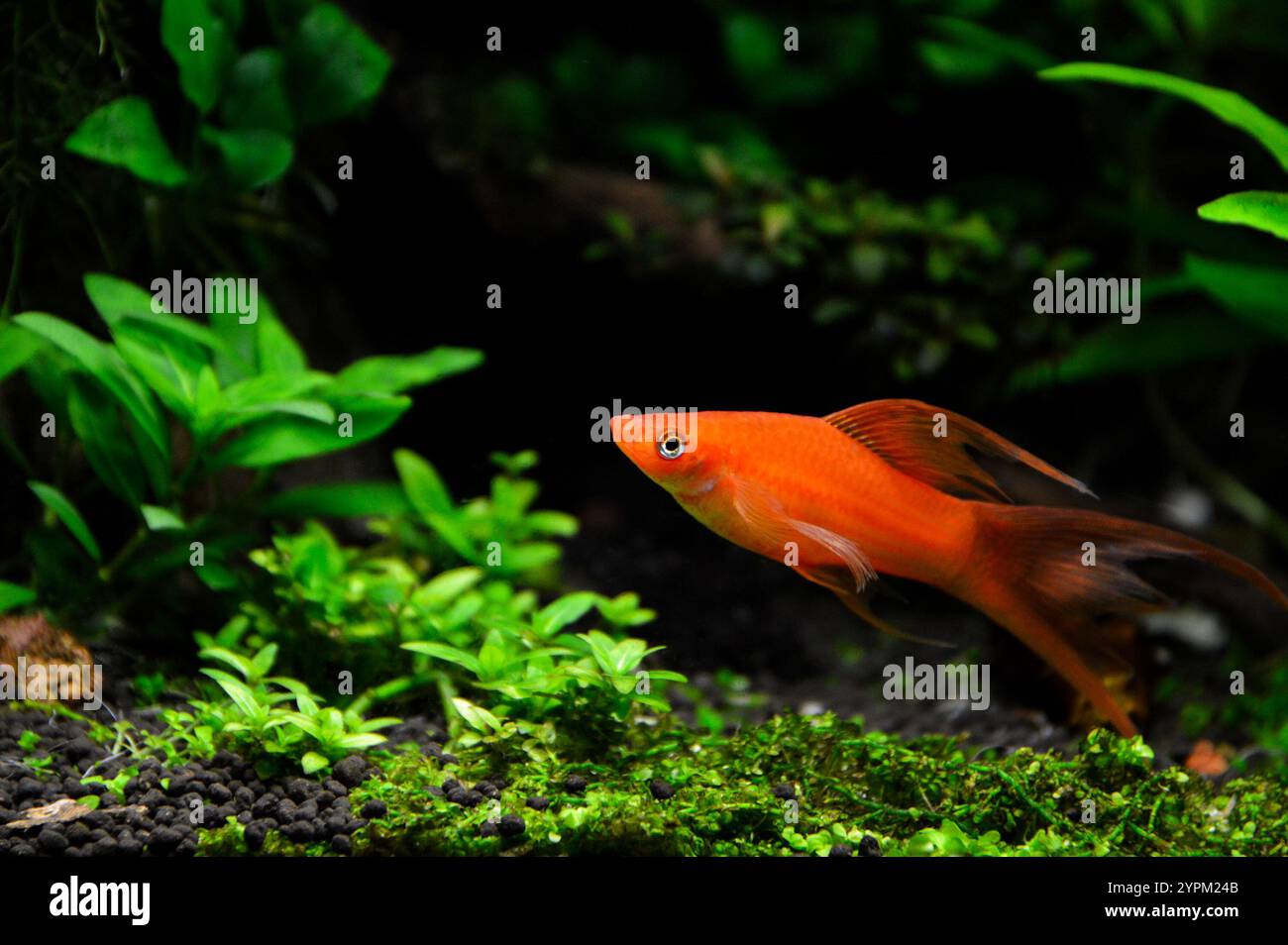 Beautiful fish Hi Fin Lyretail Swordtail also called Xiphophorus ...