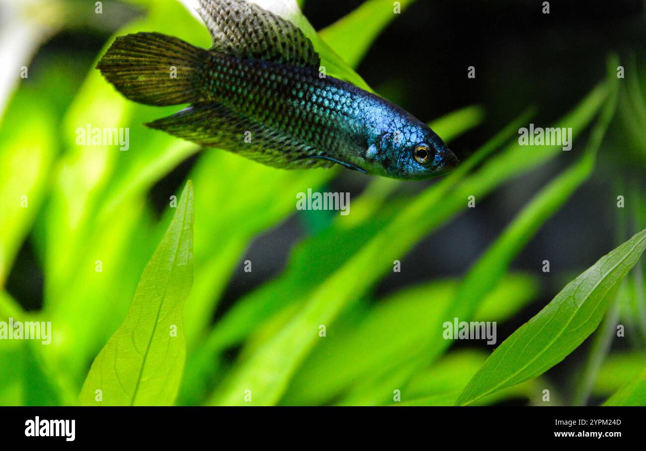 Wild Betta Fish In India