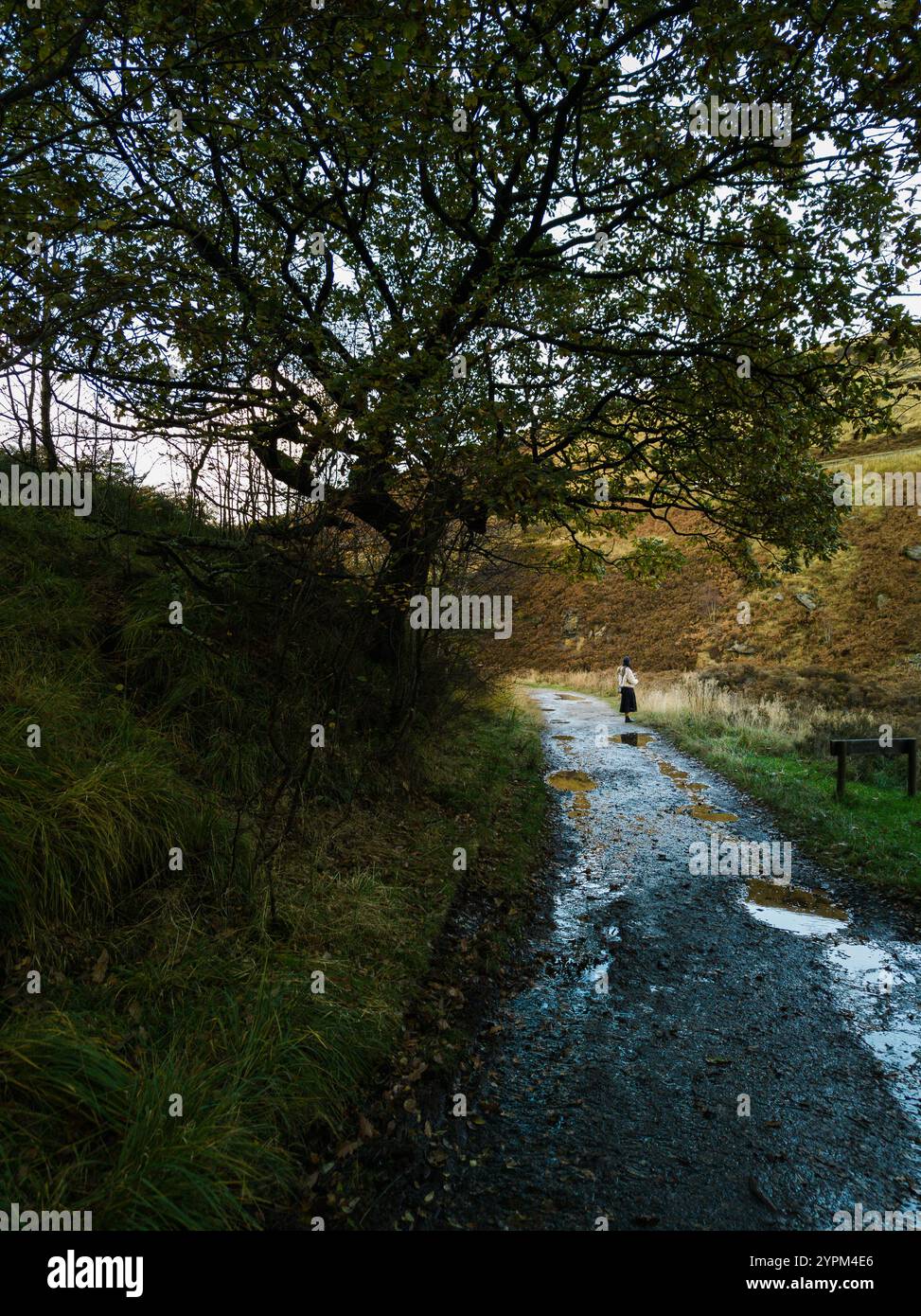 Rural Path with Puddles Under Large Tree and Lone Figure in Serene ...