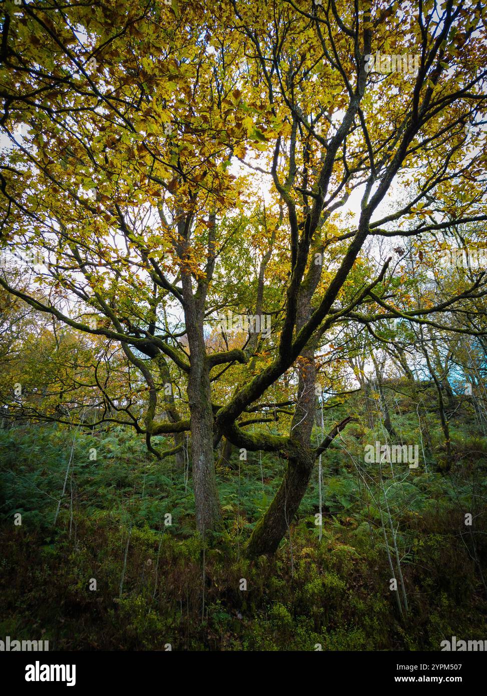 Majestic Tree with Sprawling Branches and Autumn Foliage in a Lush ...
