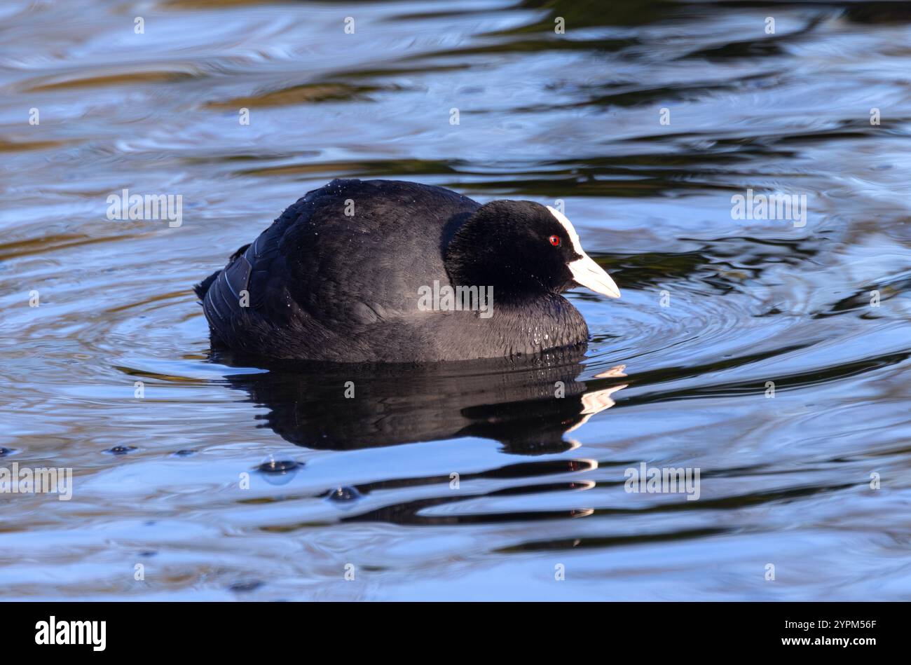 The Coot is a common member of the rail family found on the waterways ...