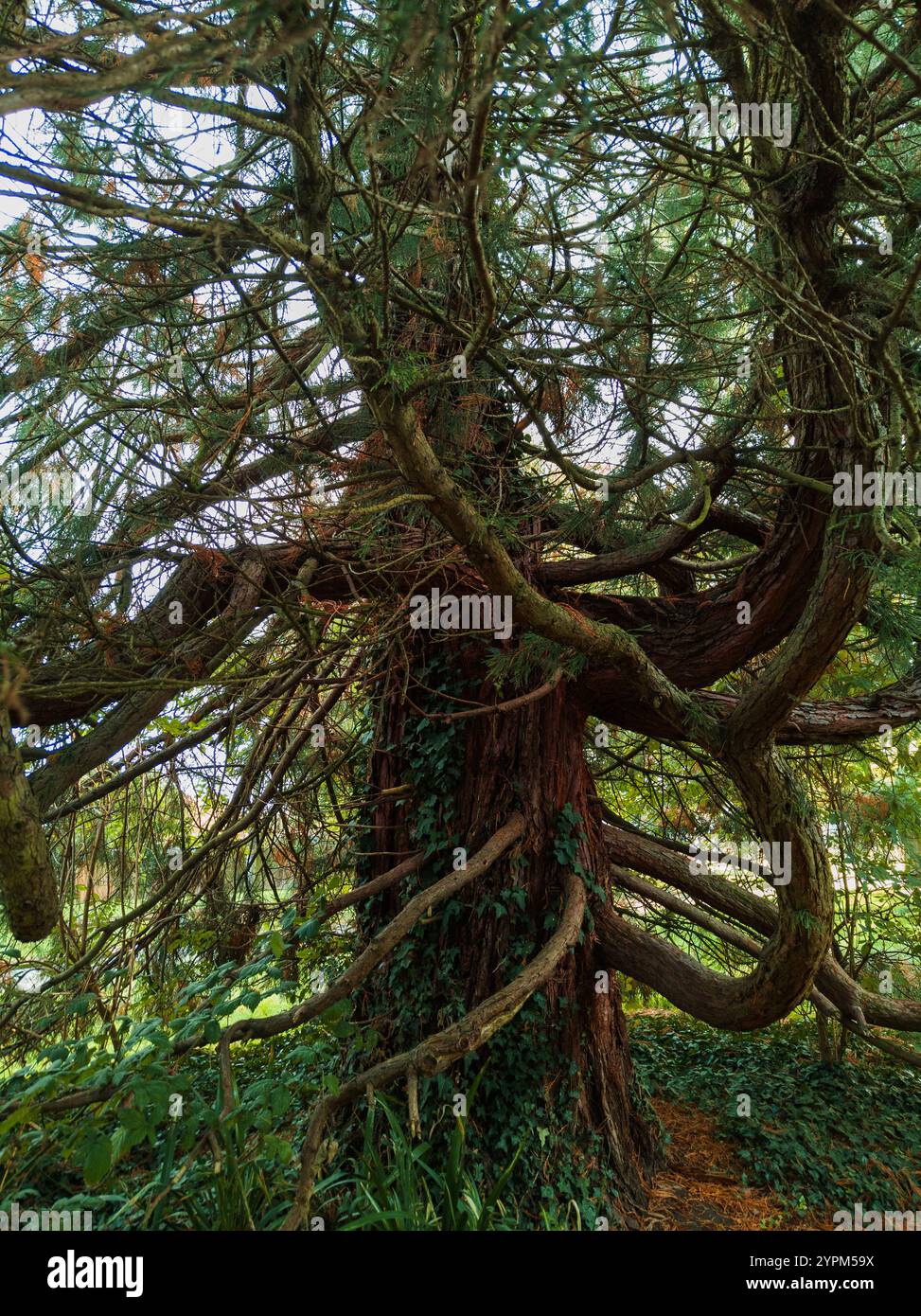 Captivating forest hi-res stock photography and images - Alamy