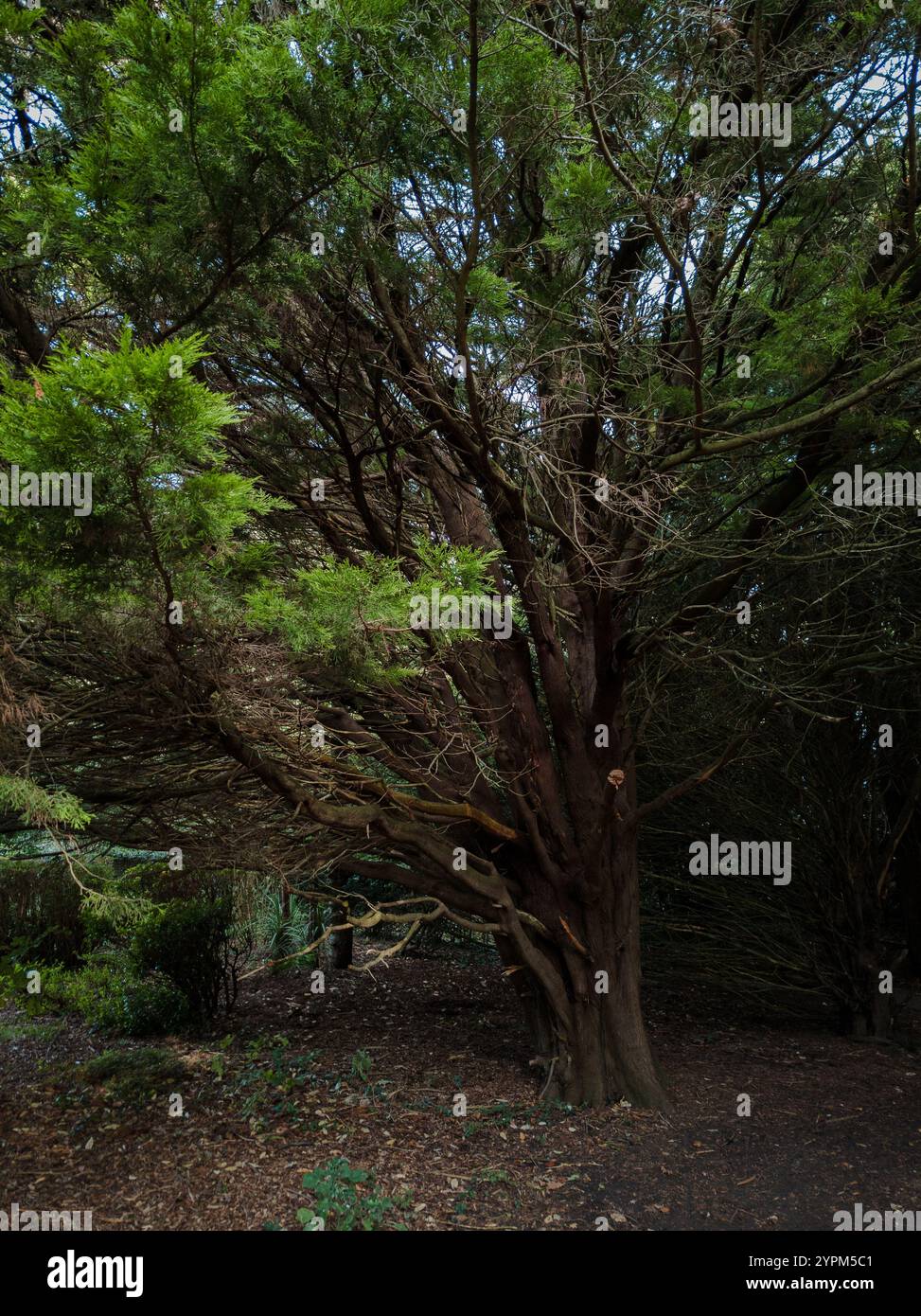 Dense Forest Tree with Intricate Branches and Vibrant Green Foliage ...