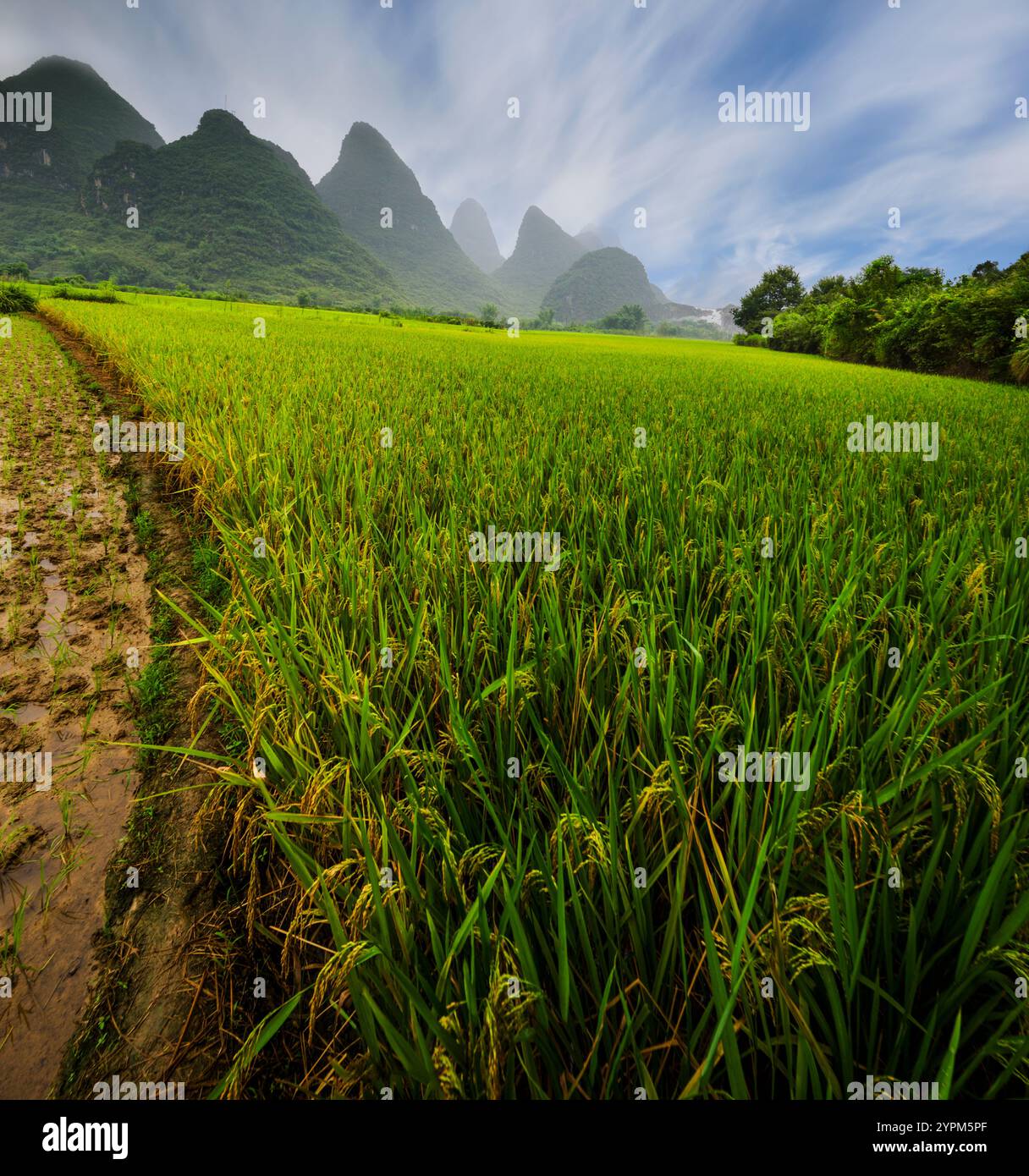 Rice production in the karst landscape of Yangshou, China Stock Photo ...
