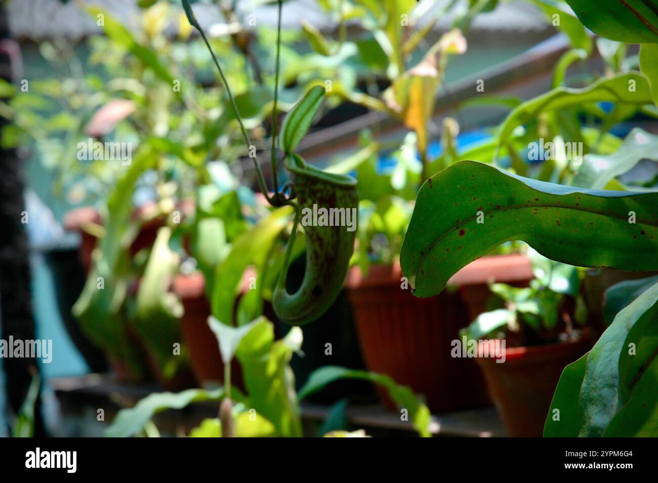 Exotic plants from Indonesia. Carnivorous nephenthes houseplant ...