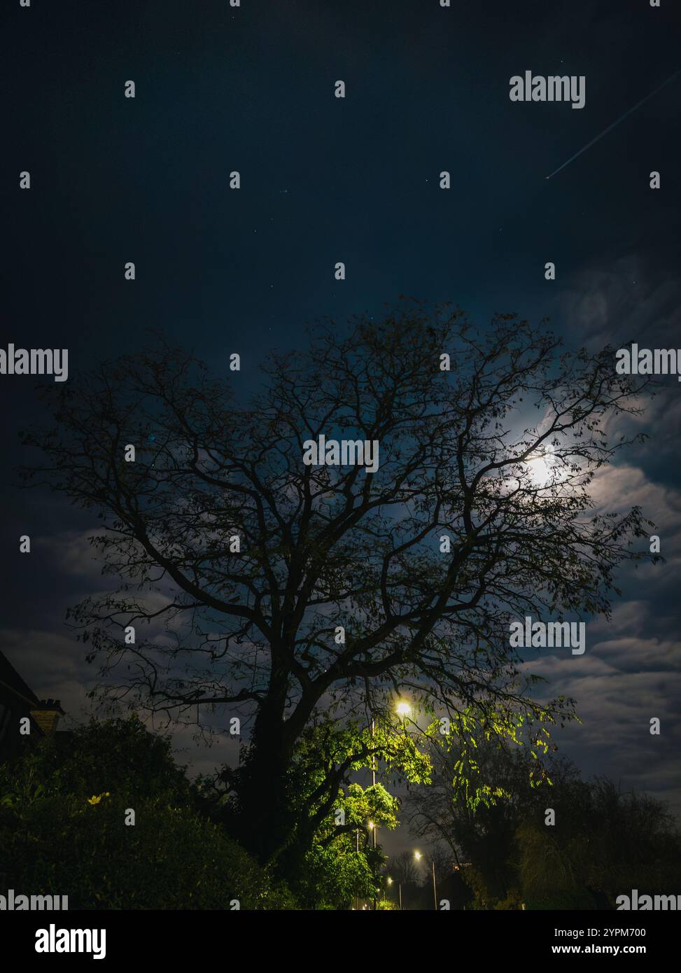 Silhouetted Tree Under Moonlit Sky with Starry Background and ...