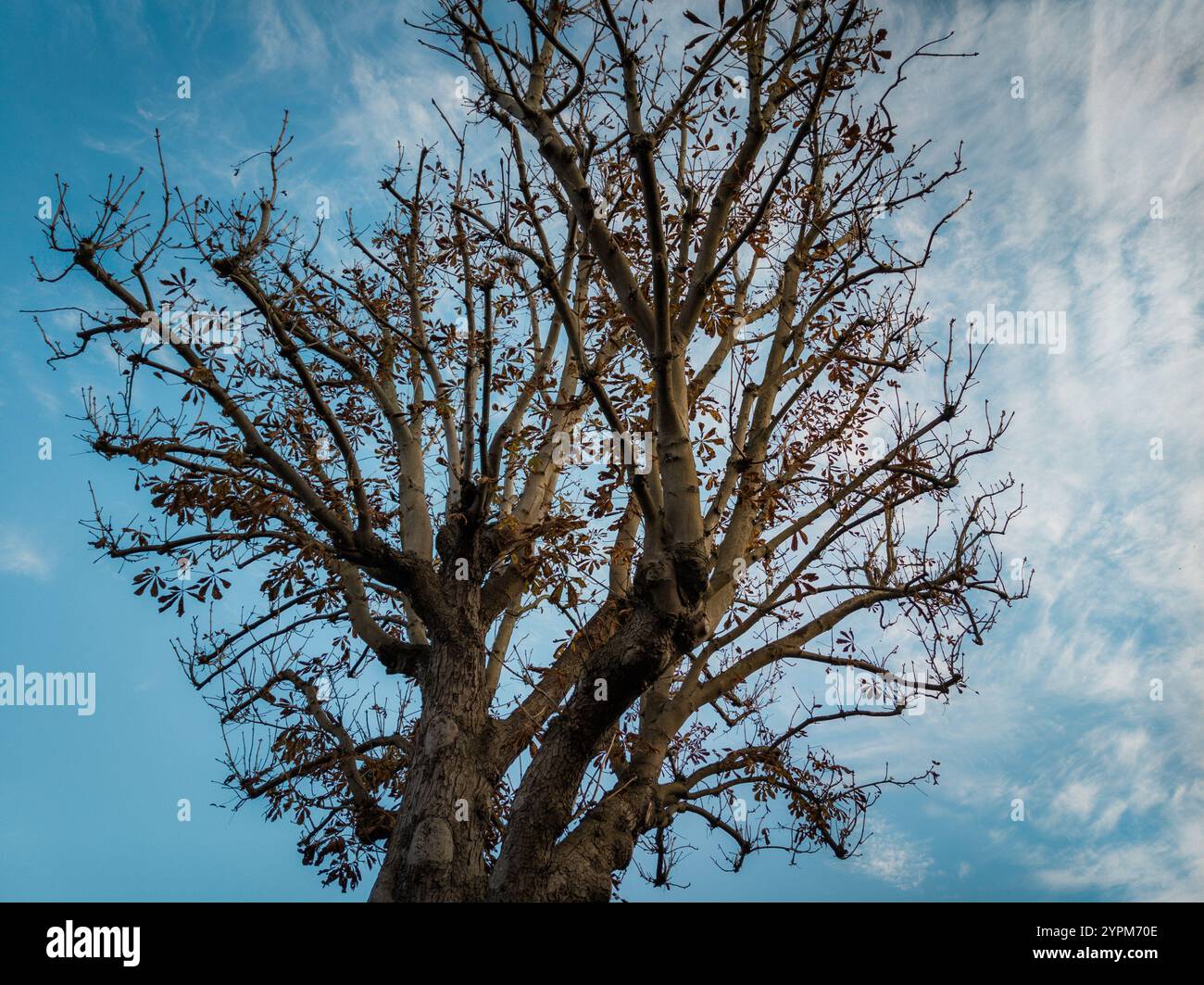 Majestic Tree with Sparse Autumn Foliage Reaching into a Clear Blue Sky with Wispy Clouds Stock ...