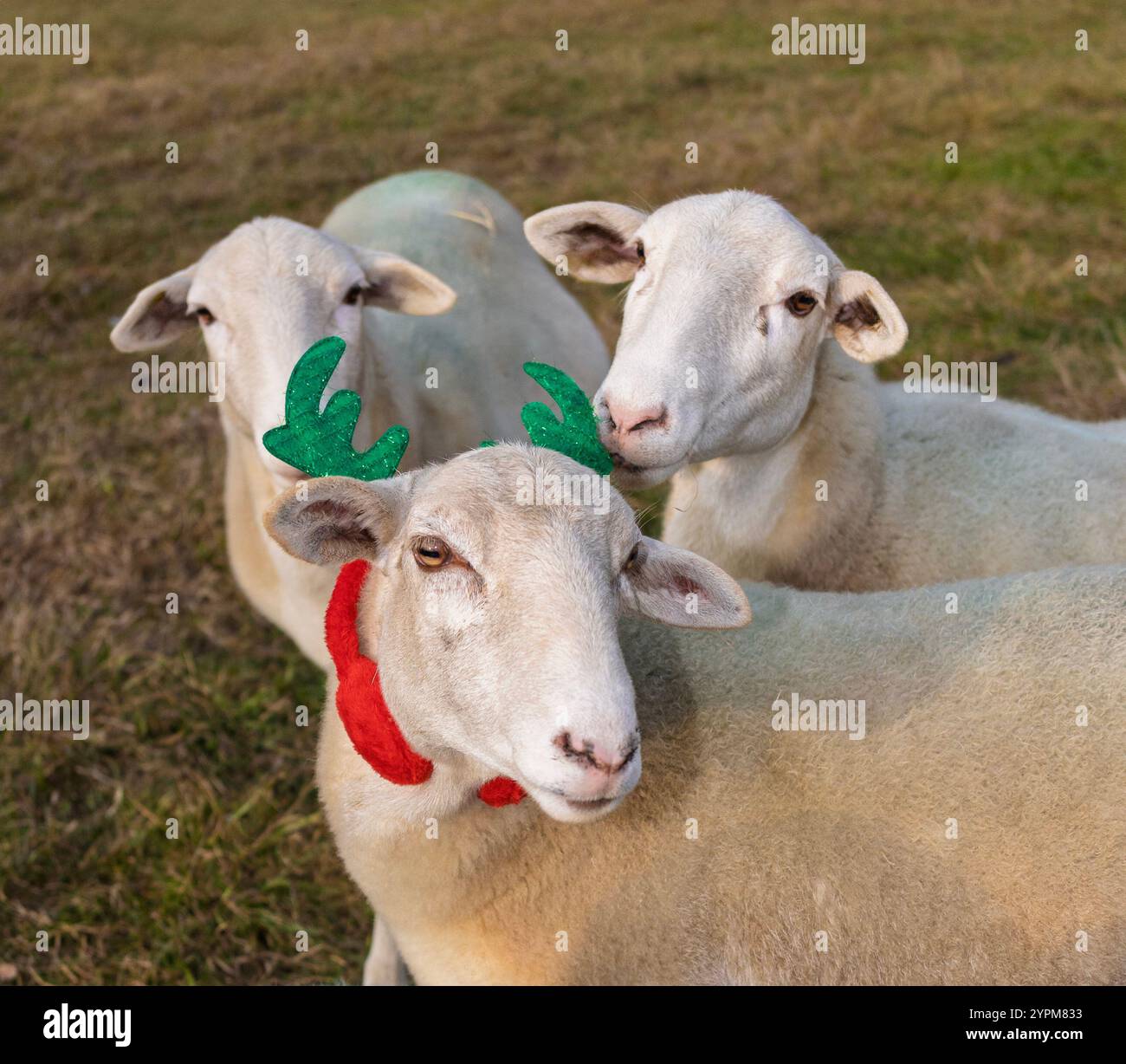 Katahding sheep wearing a reindeer antler headback for the holiday with ...