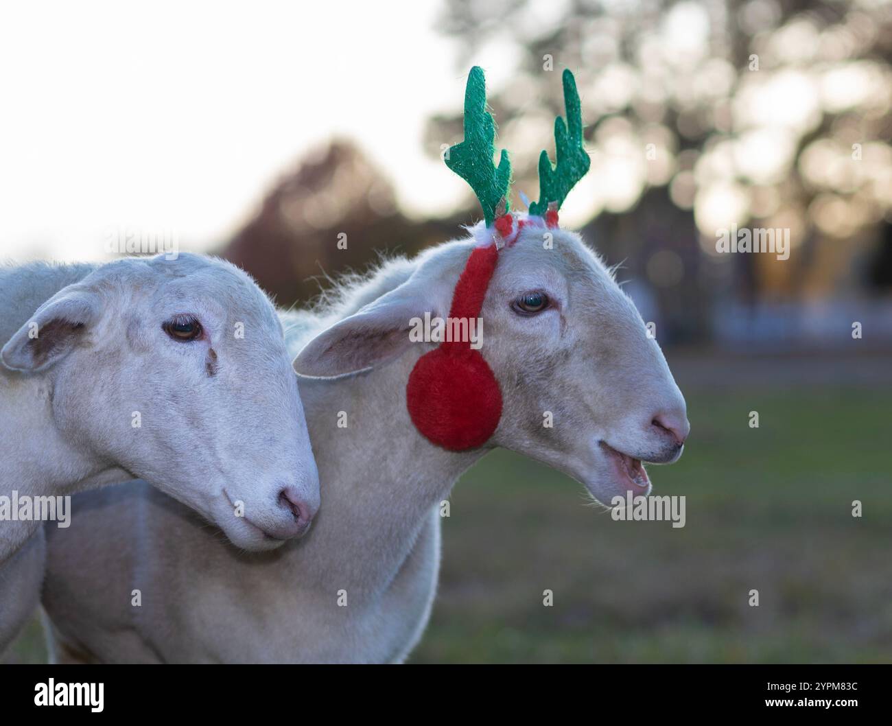 Reindeer mouth hi-res stock photography and images - Alamy