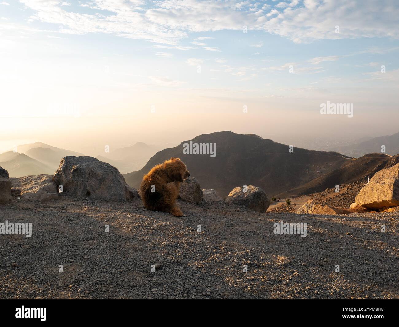 Dog Scratching at the Viewpoint Known as “Apu Siqay” in Villa del ...