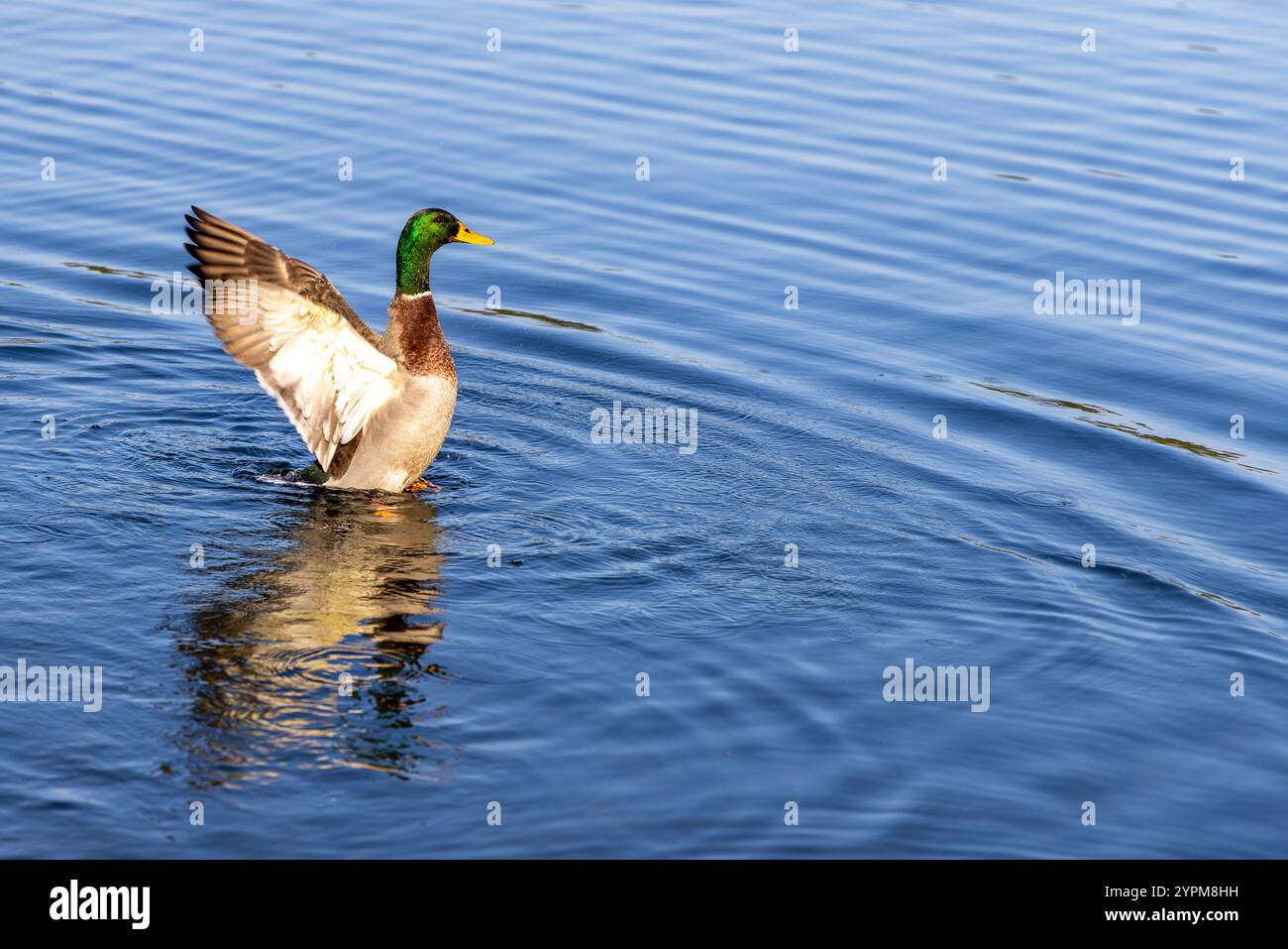 A mallard duck stretching its wings on a calm lake, reflecting in the ...
