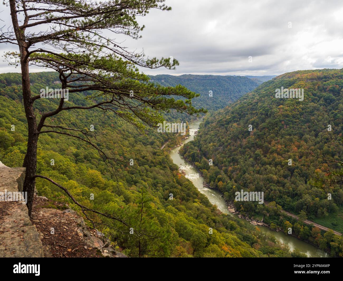 A tree leans daringly on the cliff edge along the Endless Wall Trail in ...