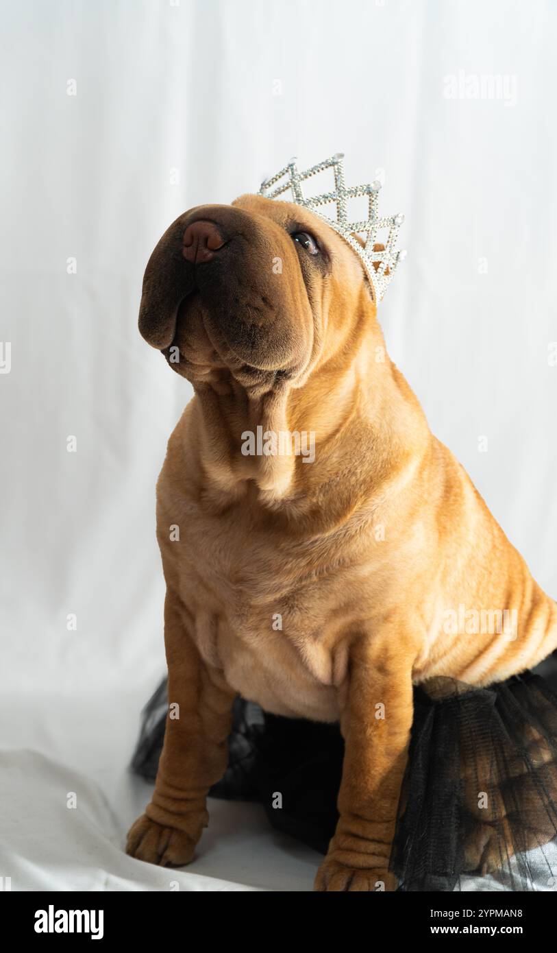 A dog wearing a tiara and a black tutu. The dog is sitting on a white ...