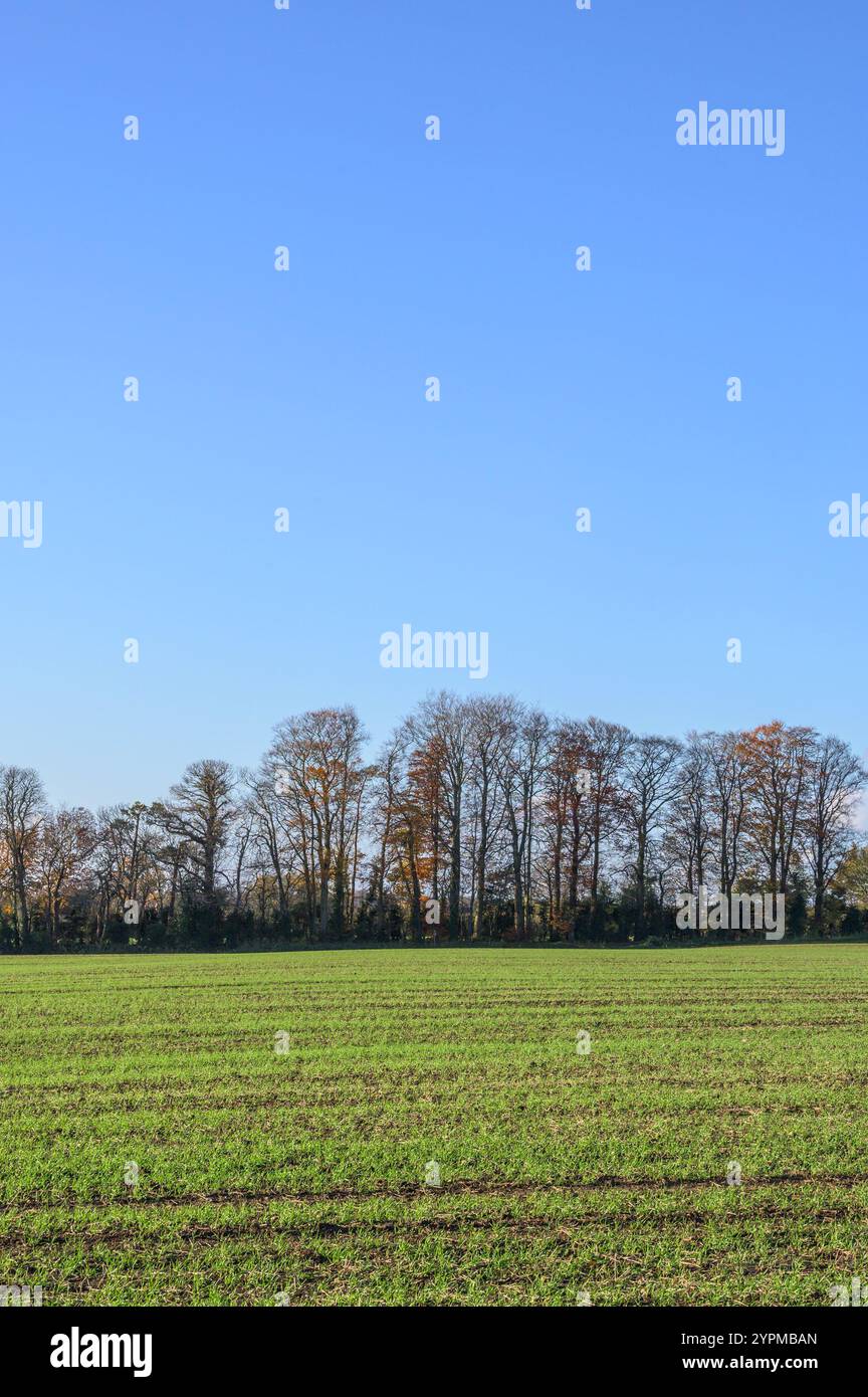 Trees at the edge of a large arable field in November. Chart Sutton ...