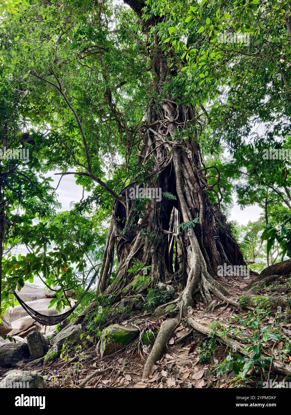 A majestic and impressive tree with intricate roots Stock Photo - Alamy