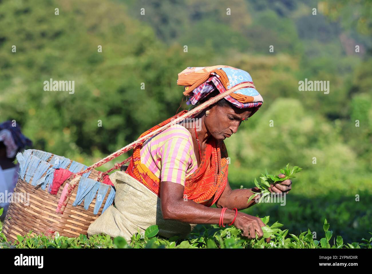A female tea picker harvesting tea leaves in Assam India. This is a ...
