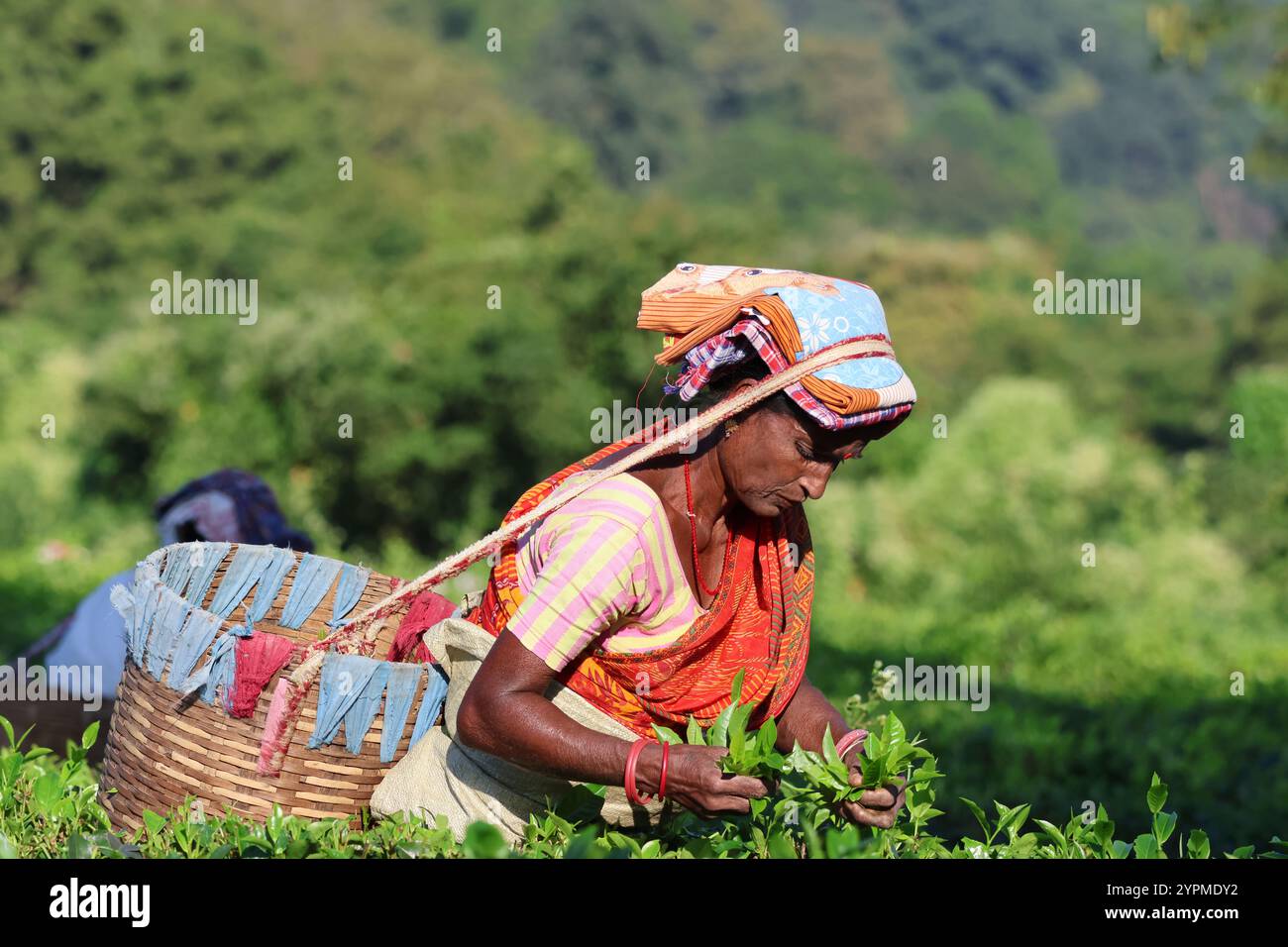 Plants of assam hi-res stock photography and images - Alamy