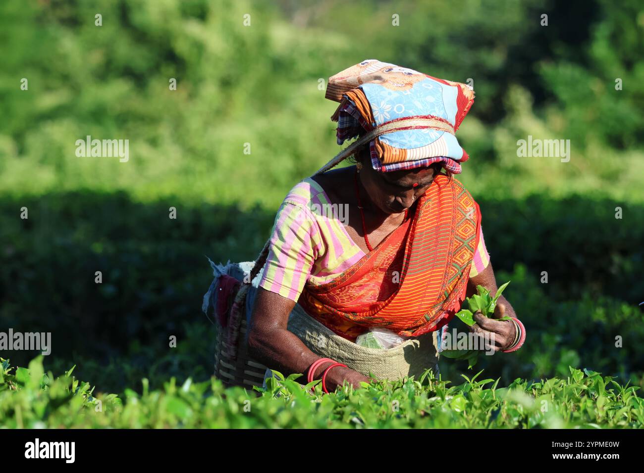 Real tea field hi-res stock photography and images - Alamy
