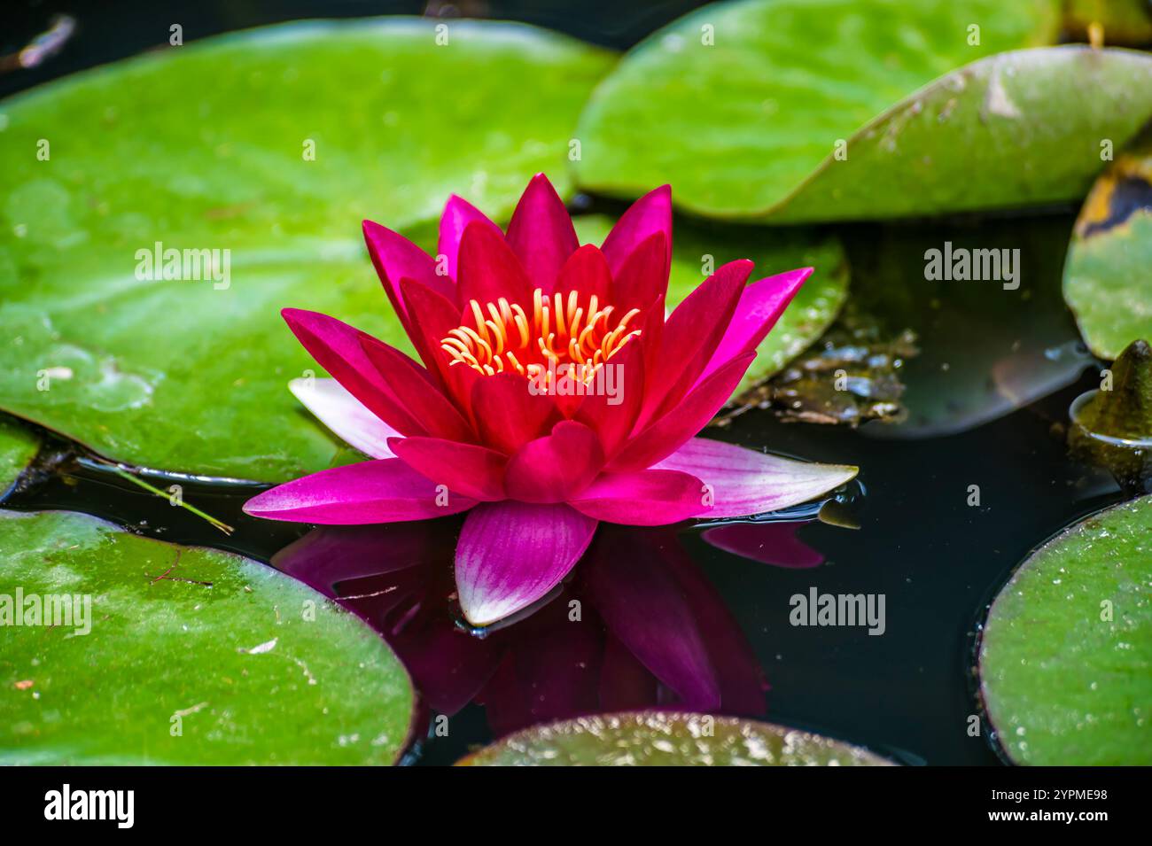 A view of a White Water Rose in Furnas on the island of San Miguel in ...
