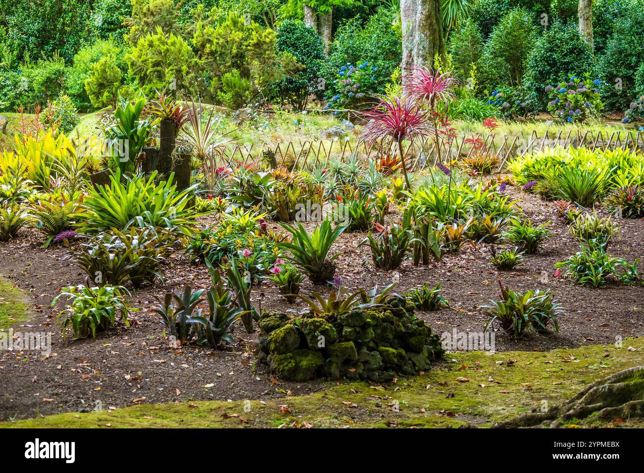 A view of Cordyline plants in a flower bed in Furnas on the island of ...