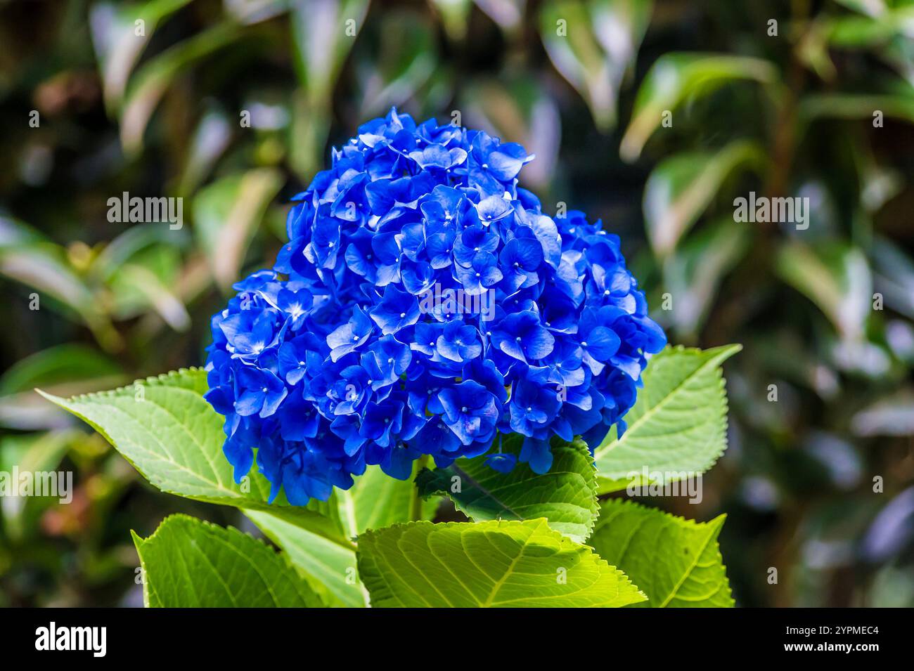 A side view of a blue Hydrangea plant in Furnas on the island of San ...