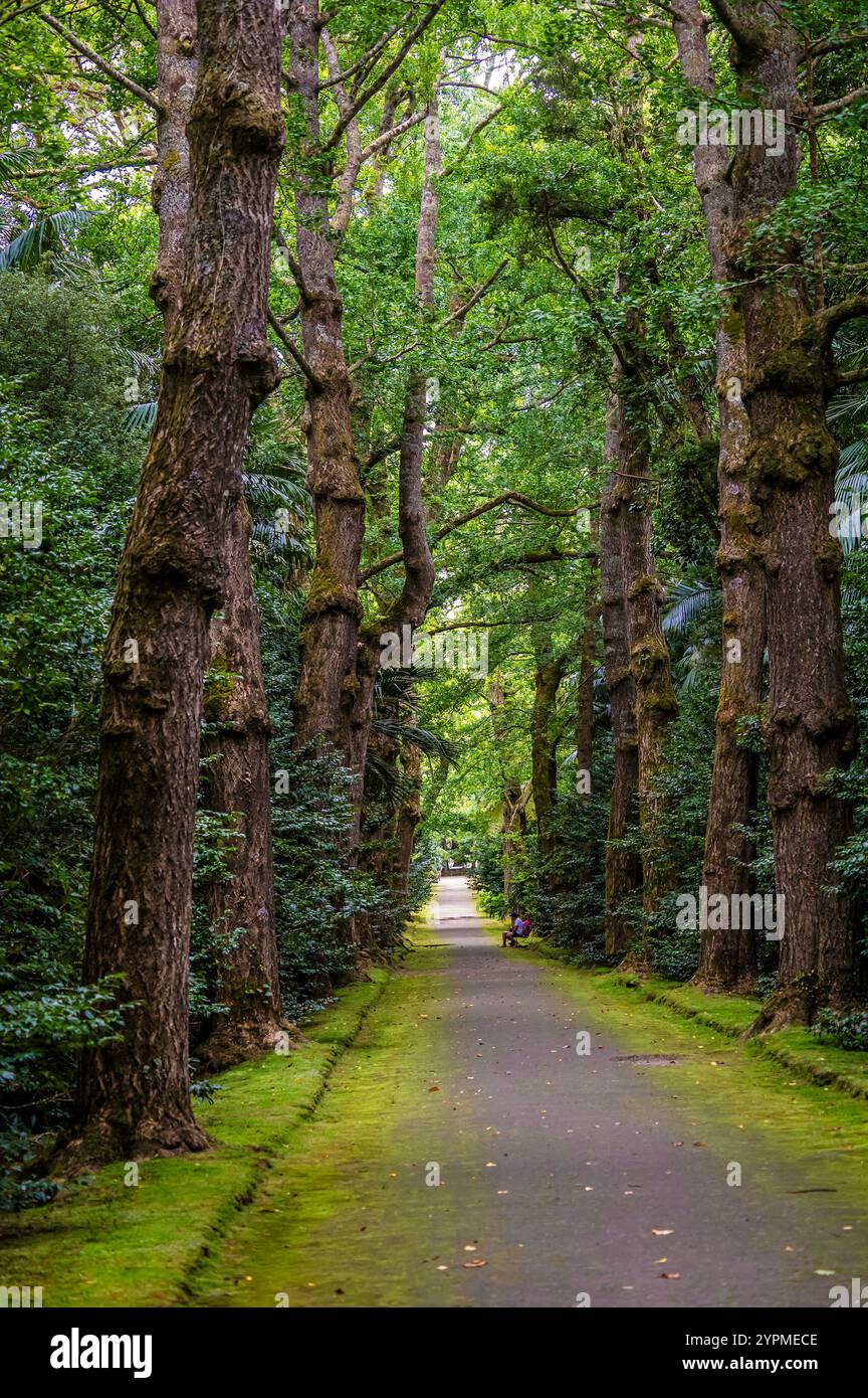 A view down a tree lined track in Furnas on the island of San Miguel in ...