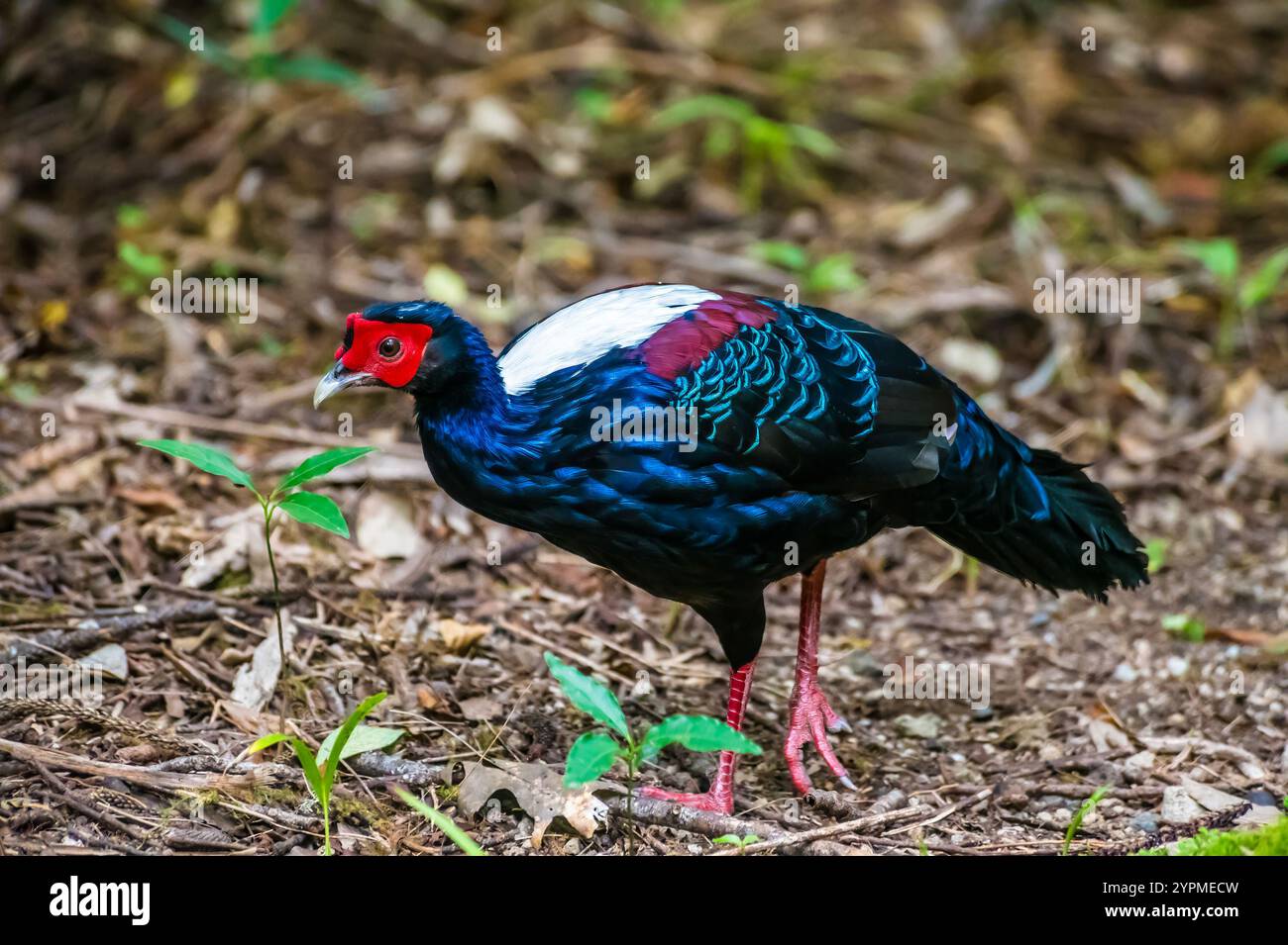 A view of a Swinhoe’s Pheasant bird in Furnas on the island of San ...