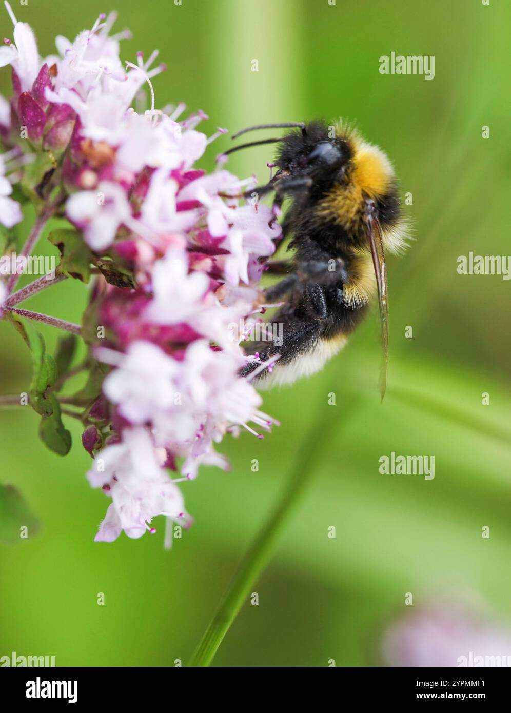 Bohemicus hi-res stock photography and images - Alamy