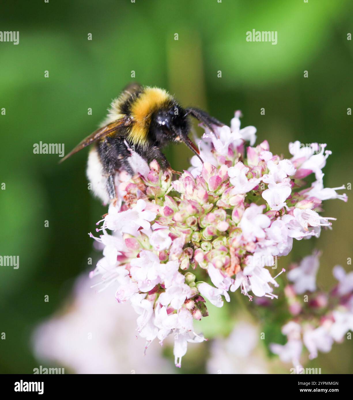 BOMBUS BOHEMICUS also known as the Gypsy´s cuckoo bumplebee Stock Photo ...