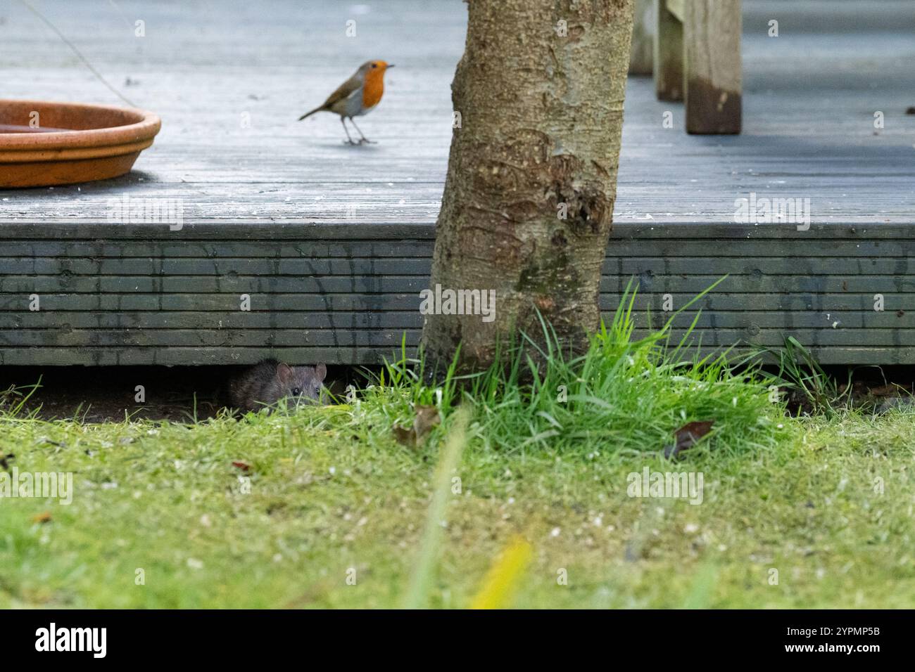 Rats and bird feeders hi-res stock photography and images - Alamy