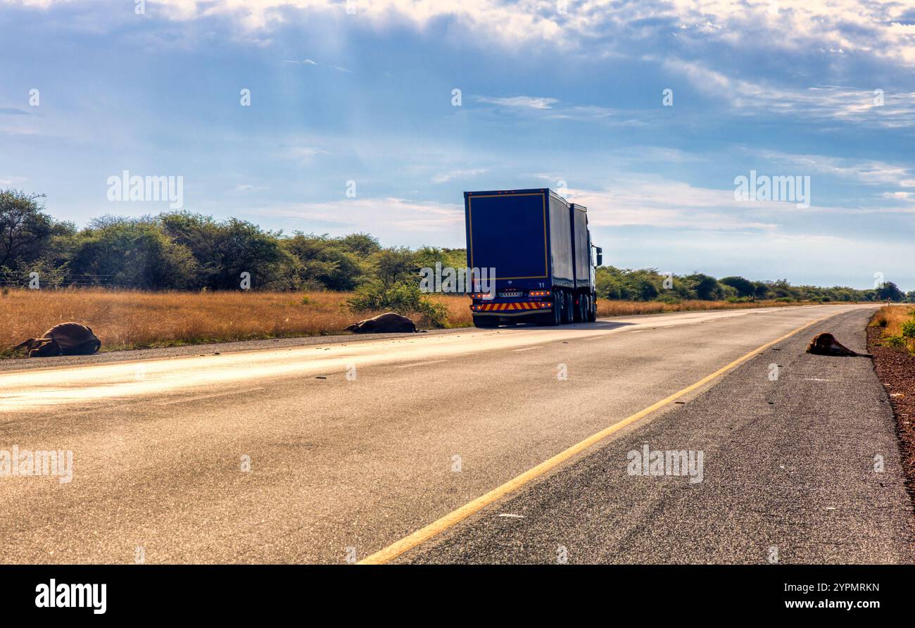 dead cow on the highway road, truck accident hitting animals on the ...