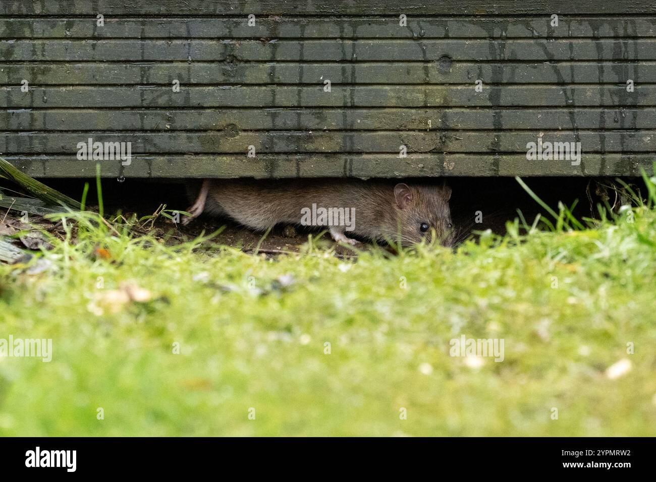 Brown rat (rattus norvegicus) hiding underneath decking in uk garden ...