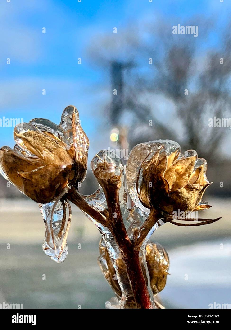 Frozen flower after ice storm Stock Photo - Alamy