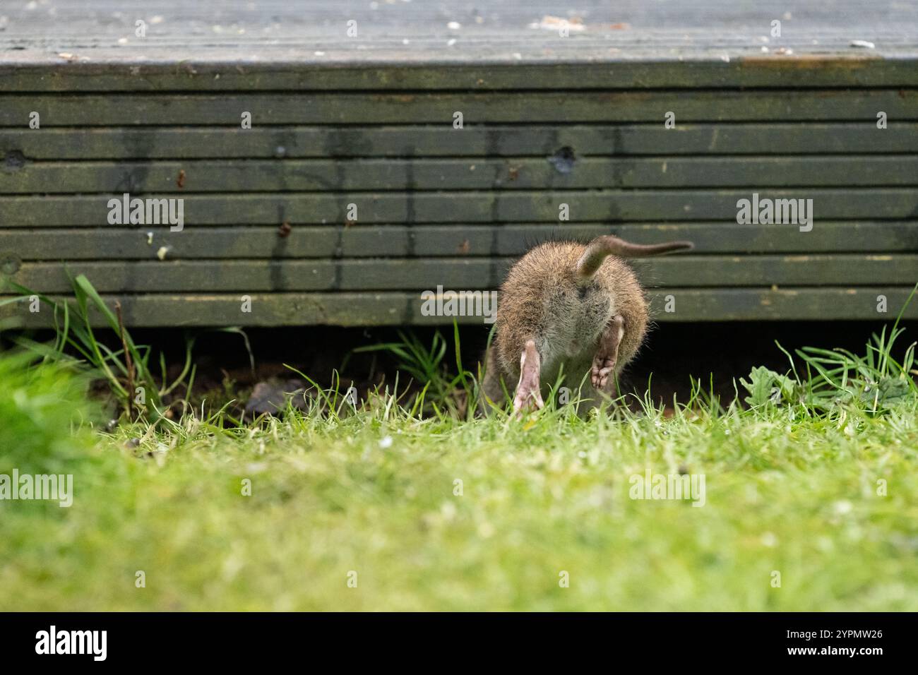 rat running and hiding under decking in uk garden Stock Photo - Alamy