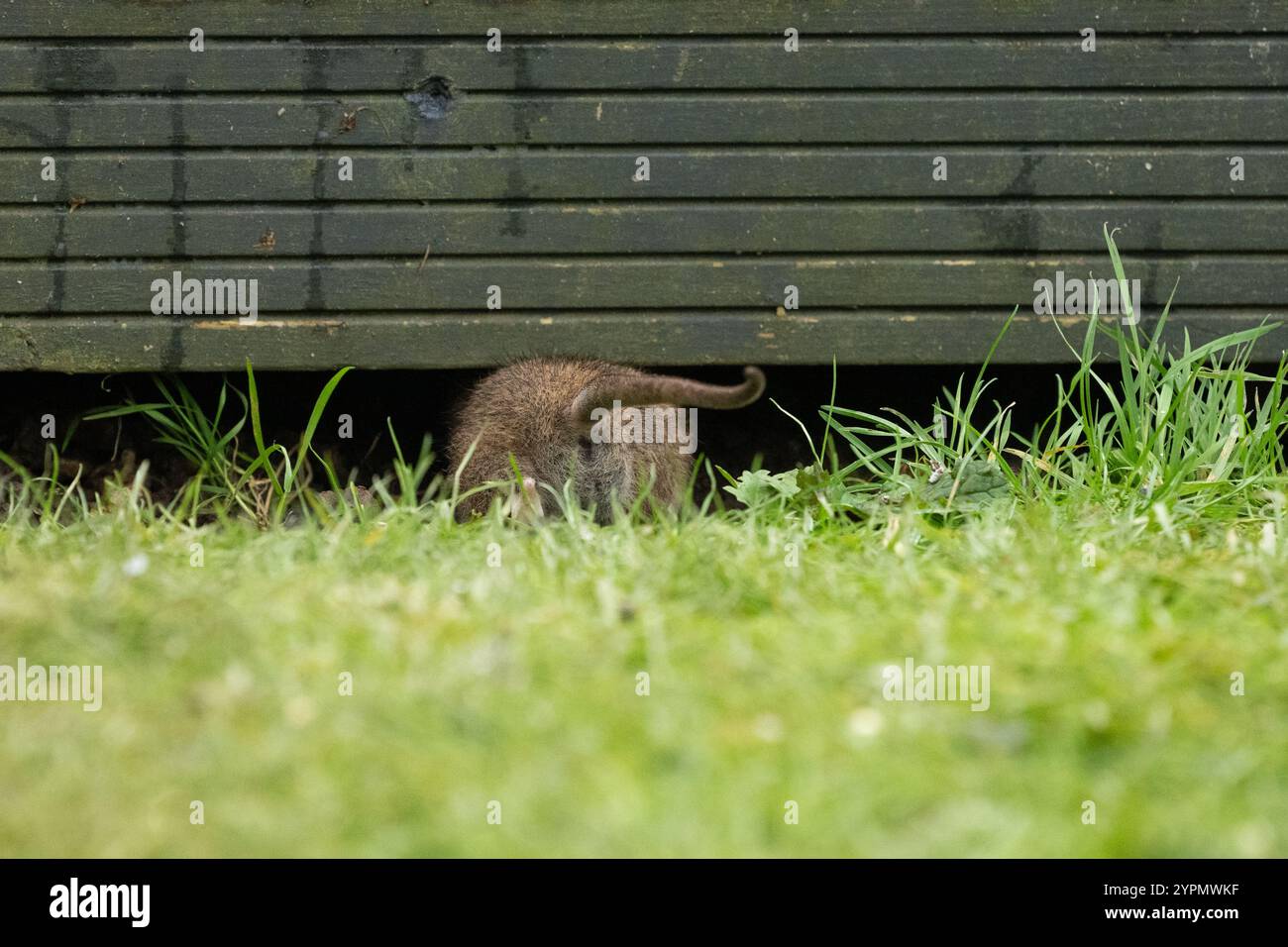 rat running and hiding under decking in uk garden Stock Photo - Alamy