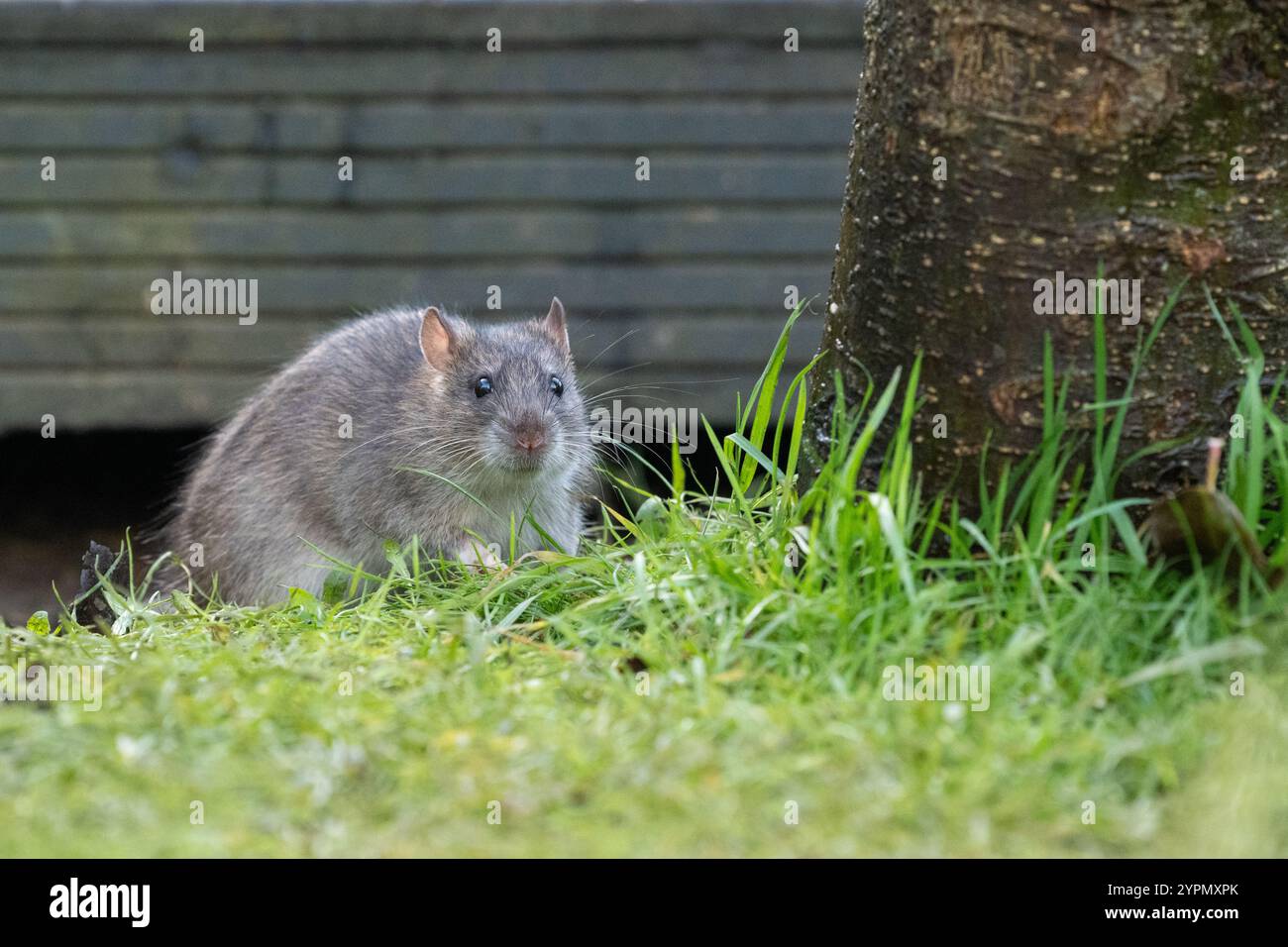 Rat under the tree hi-res stock photography and images - Alamy