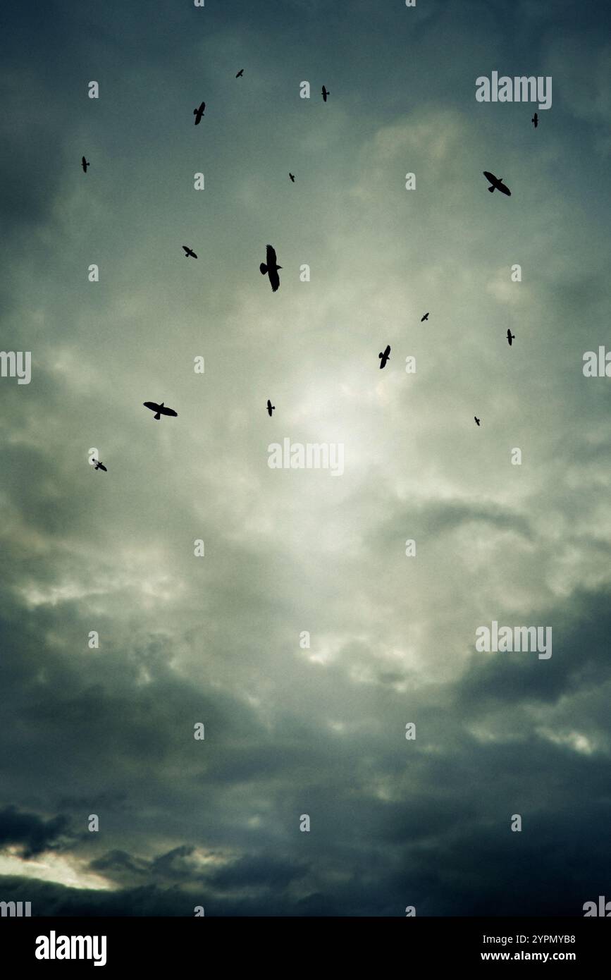 dramatic cloudy stormy sky and flock of crows flying around Stock Photo ...