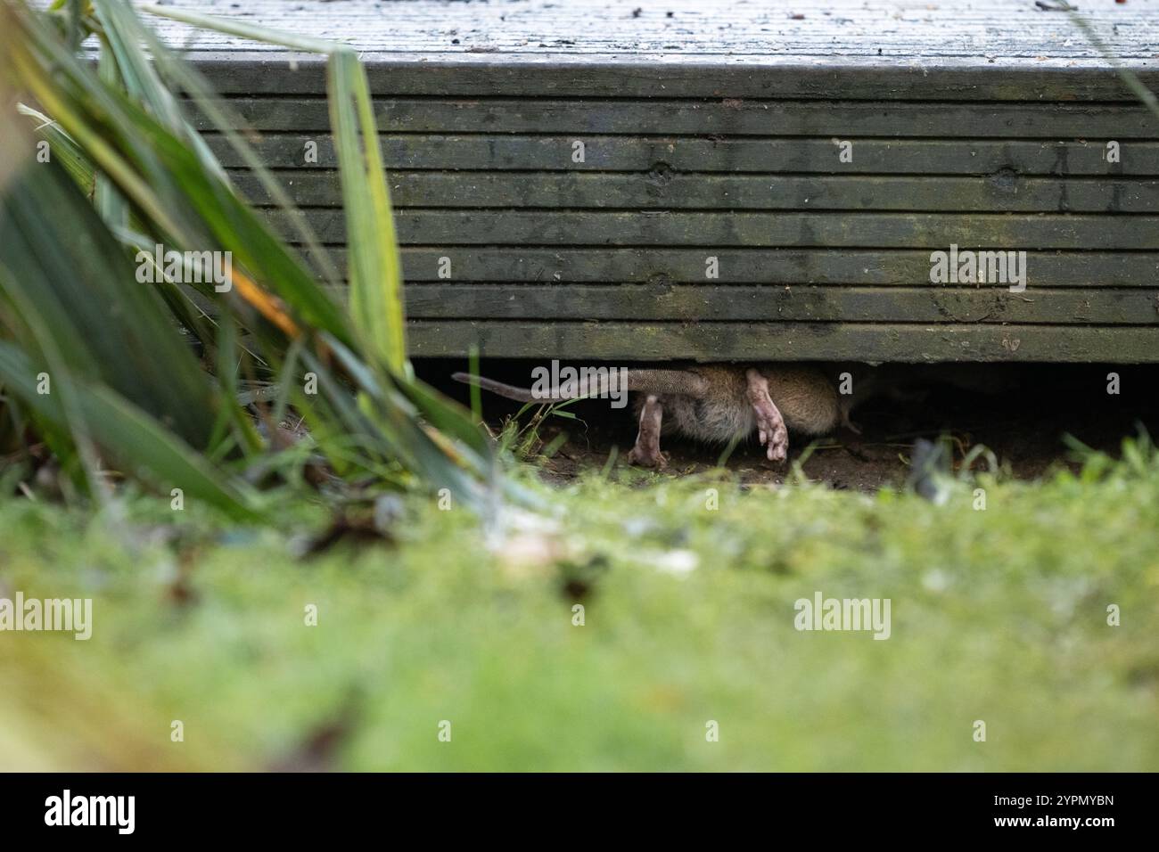 rat running and hiding under decking in uk garden Stock Photo - Alamy