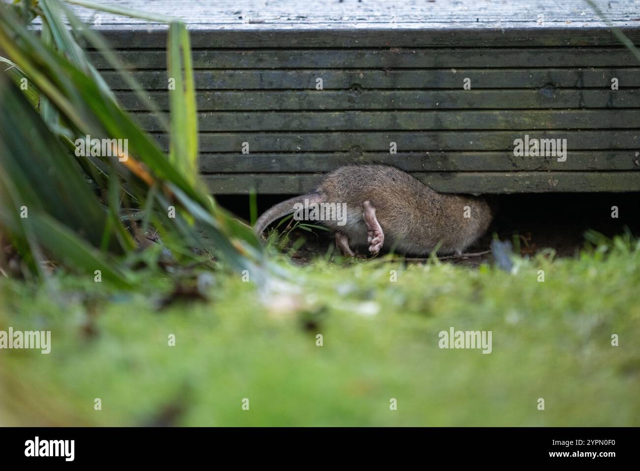 rat running and hiding under decking in uk garden Stock Photo - Alamy