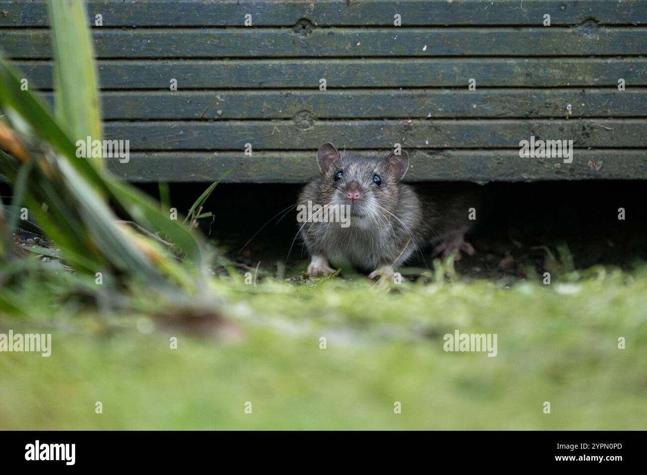 Rat using decking as shelter hi-res stock photography and images - Alamy