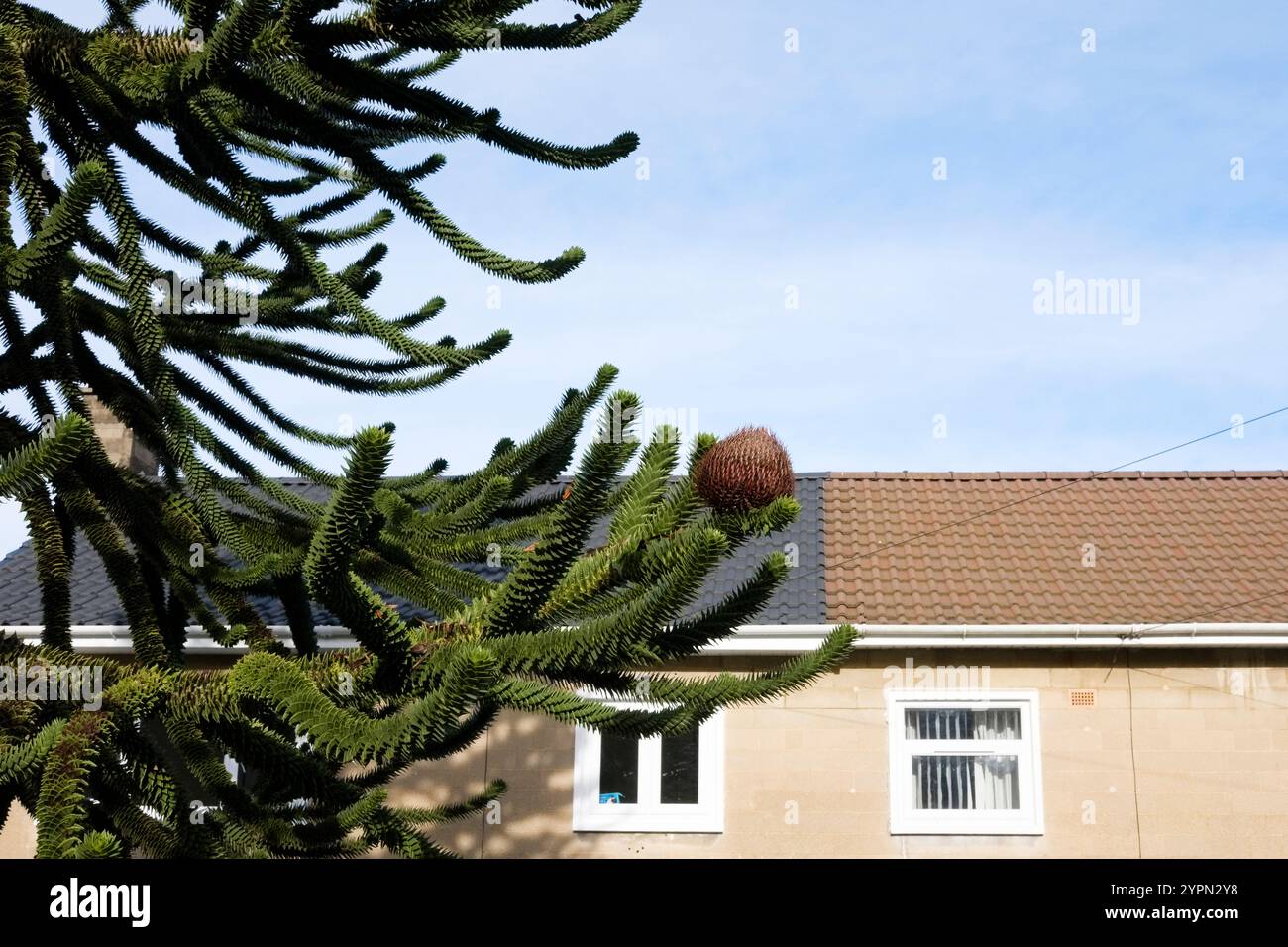 Monkey puzzle tree (Araucaria araucana) in front garden of house in ...