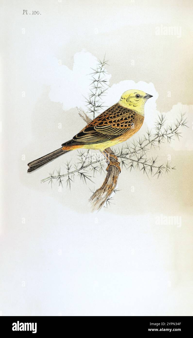Yellow Bunting. Plate 100. British Birds. Henry Leonard Meyer. Vol 3 ...
