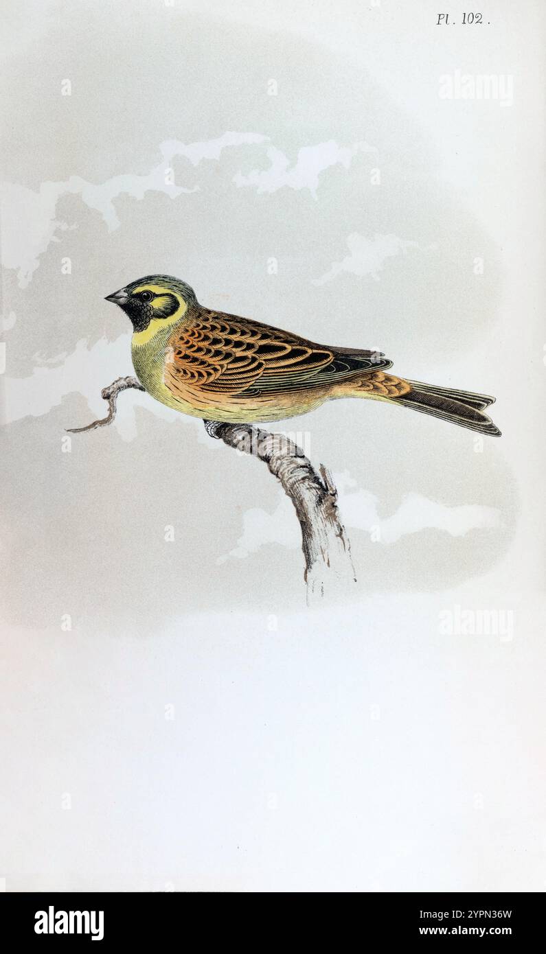 Cirl Bunting. Plate 102. British Birds. Henry Leonard Meyer. Vol 3 ...