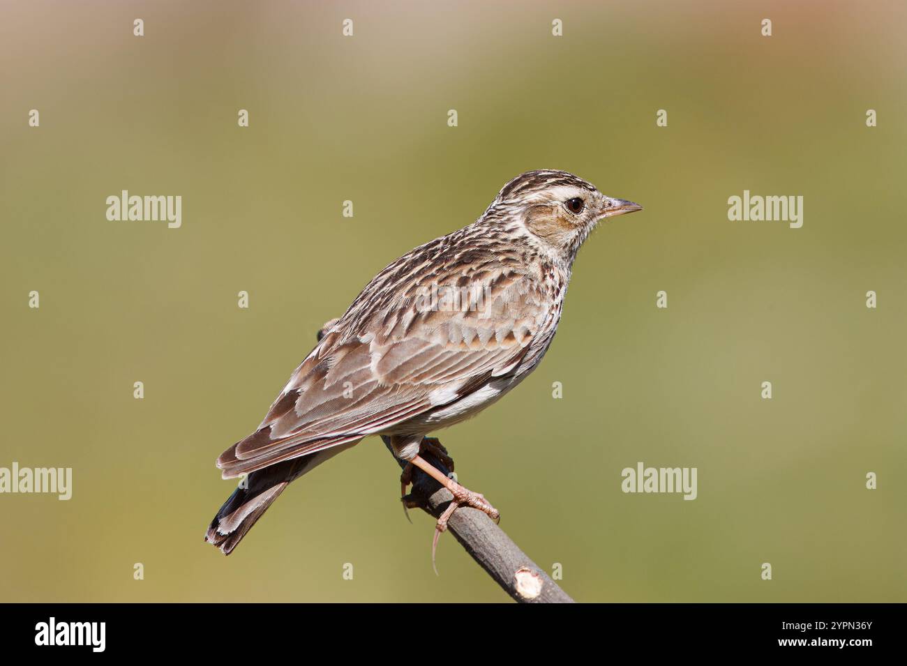 Tree lark with the scientific name of (Lullula arborea). This lark ...