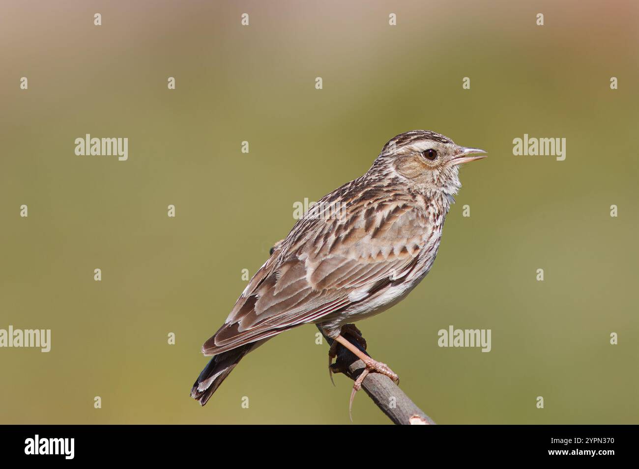 Tree lark with the scientific name of (Lullula arborea). This lark ...