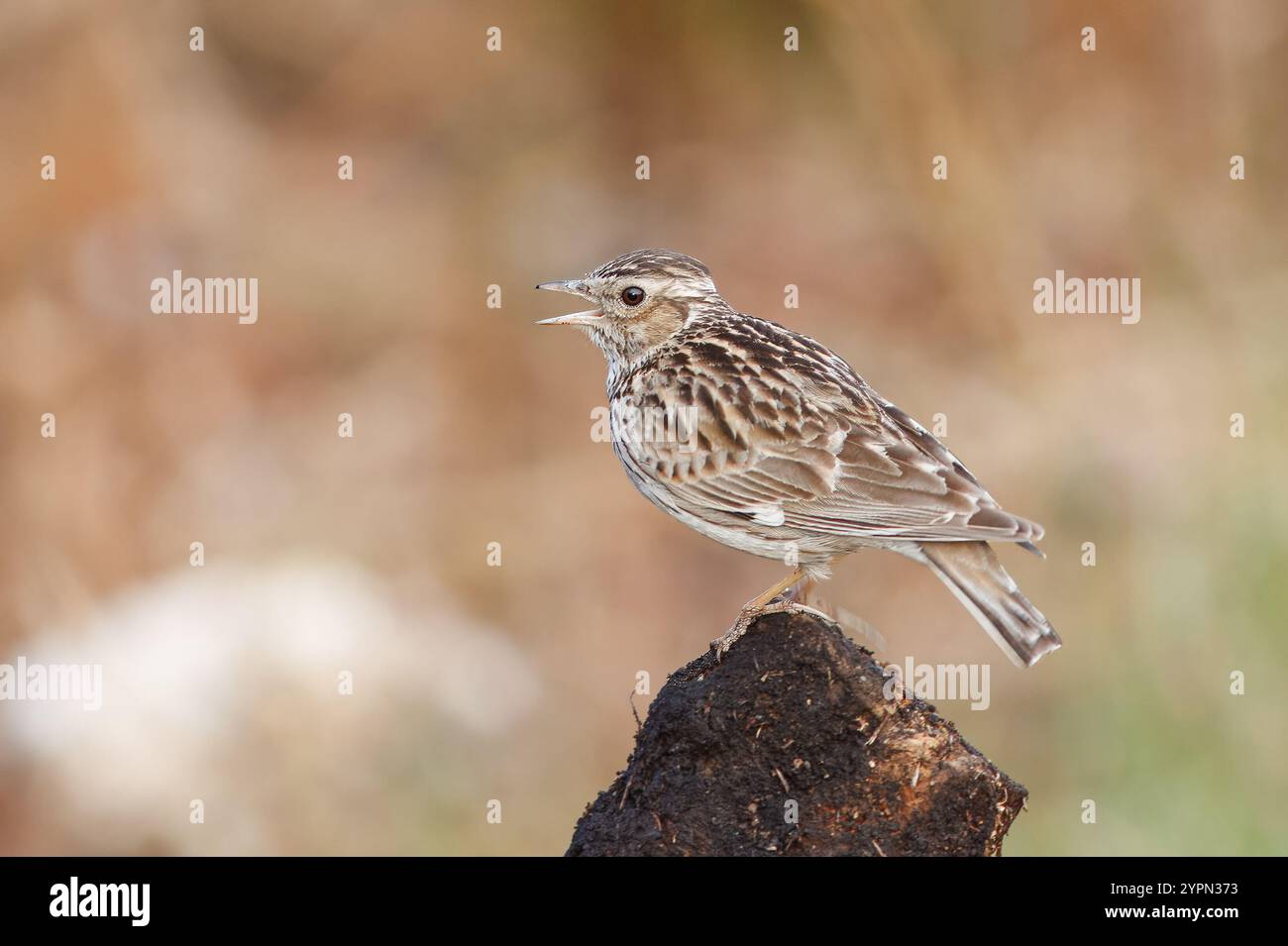 Tree lark with the scientific name of (Lullula arborea). This lark ...