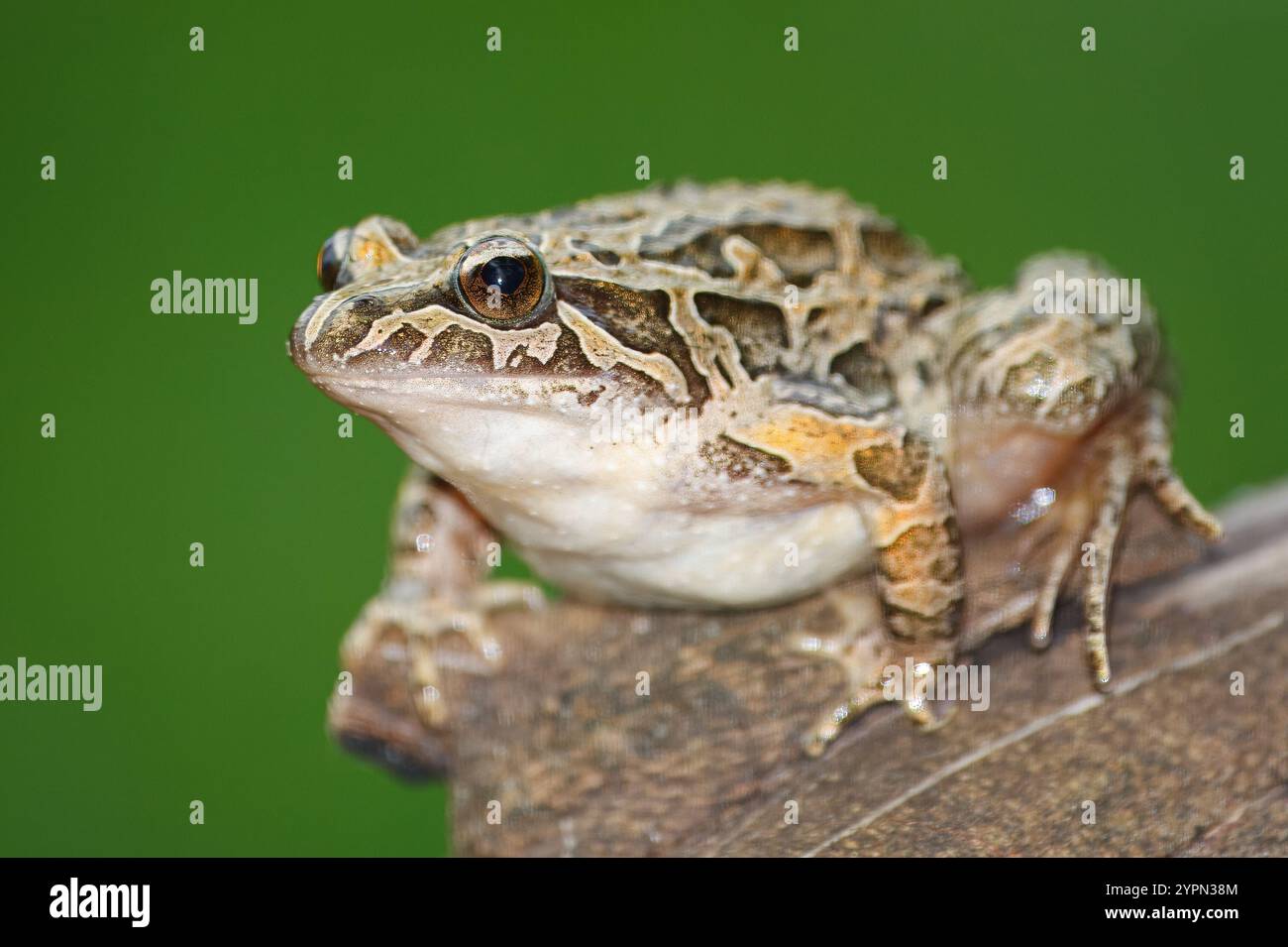 Reptile ecological change hi-res stock photography and images - Alamy
